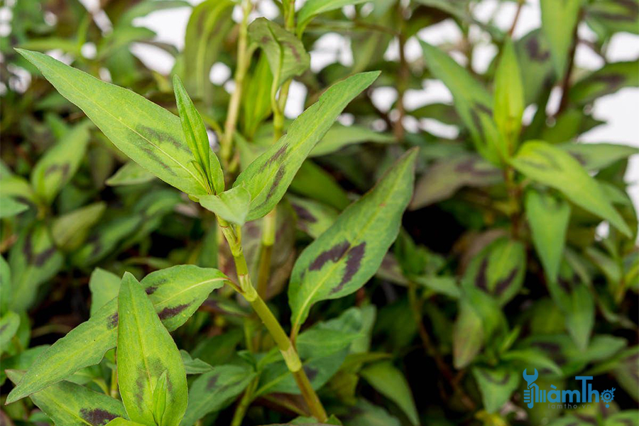 Cách trồng rau răm bằng cành dễ dàng và nhanh chóng